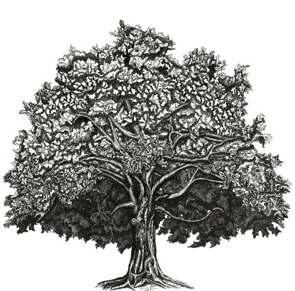 Commissioned Oak Tree Illustration - Tucker Illustrations