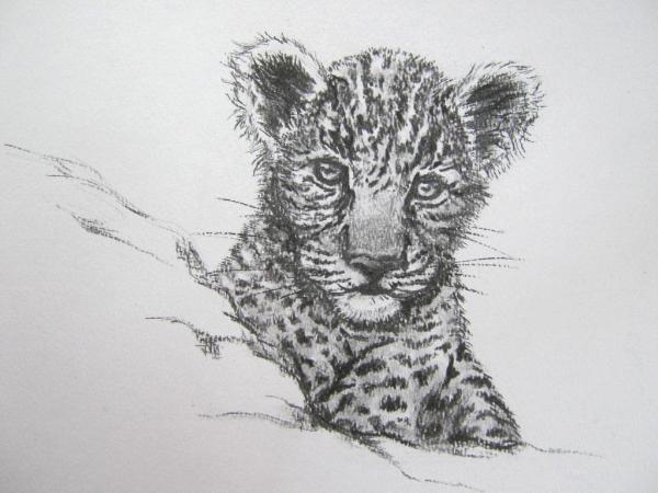 Baby leopard - Celeste's Fine Art